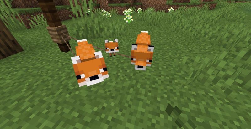 Where to find and tame foxes in Minecraft?