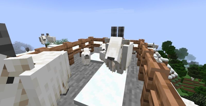 Goats in Minecraft 21w13a Snapshot: Everything players need to know