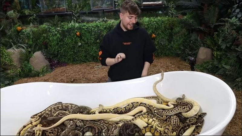 MrBeast gets his friends to sit in a bathtub full of snakes for a shot ...
