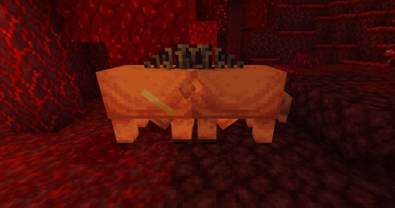 Hoglins In Minecraft Everything Players Need To Know
