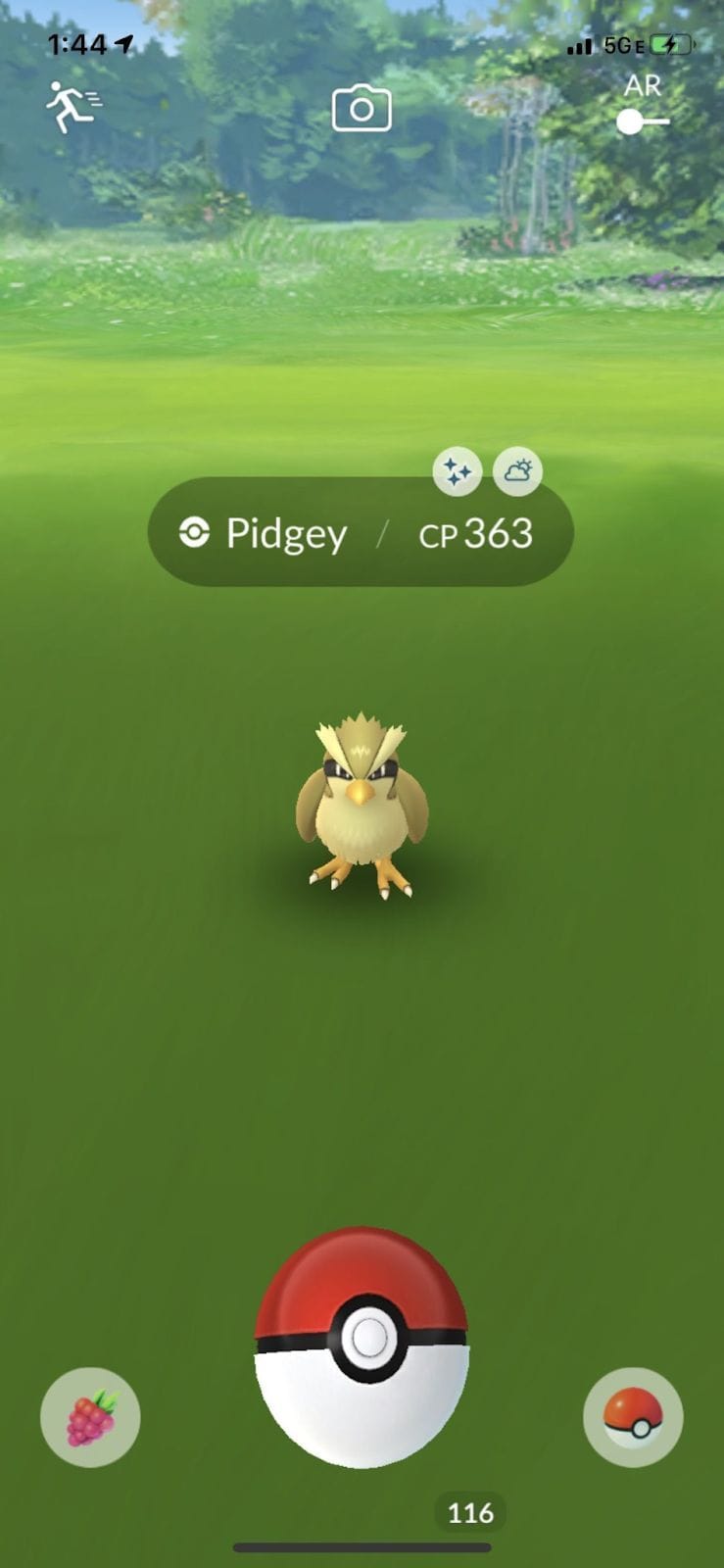 Pidgey Pokémon: How to Catch, Moves, Pokedex & More