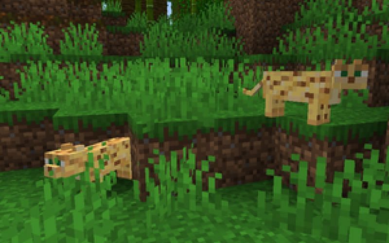 Ocelots In Minecraft All You Need To Know