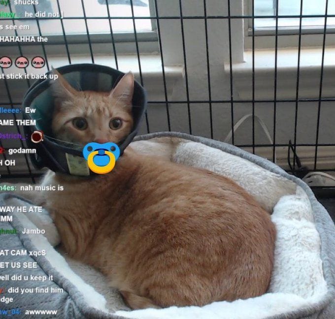 OTK's Jambo the cat parodies Pokimane's viral tweet