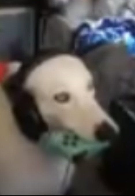 Viral Twitch clip shows dog seemingly scoring a goal in Rocket League ...