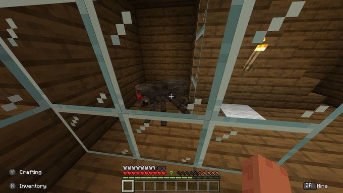 How to keep a spider in Minecraft