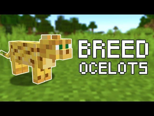 Top 5 uses of ocelots in Minecraft
