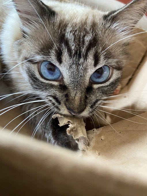 Pokimane names her cat Beau: Sykkuno, QuarterJade, and more react