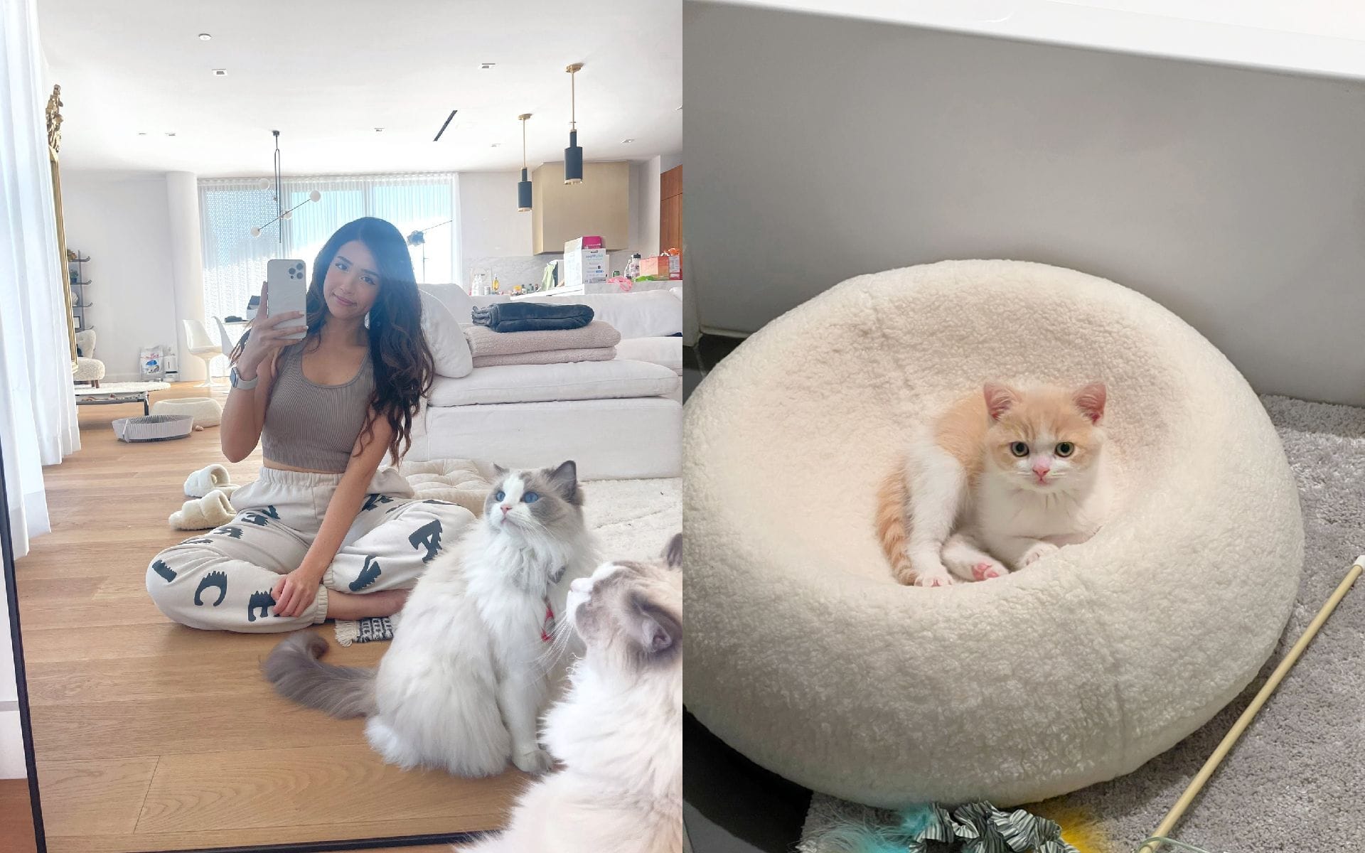 Pokimane talks about how her cat Mimi feels about newest member of her ...