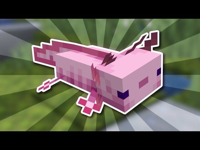 All you need to know about axolotls in Minecraft