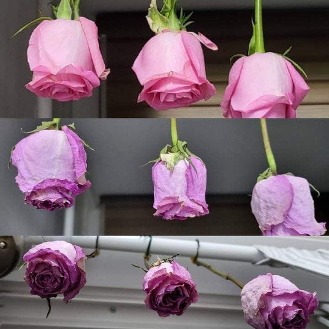 ARMYs floored by BTS' brilliant idea of handing out pink roses as gifts ...