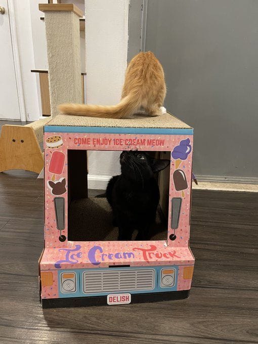 Meet Lala, the voice actor behind the feline protagonist in Stray