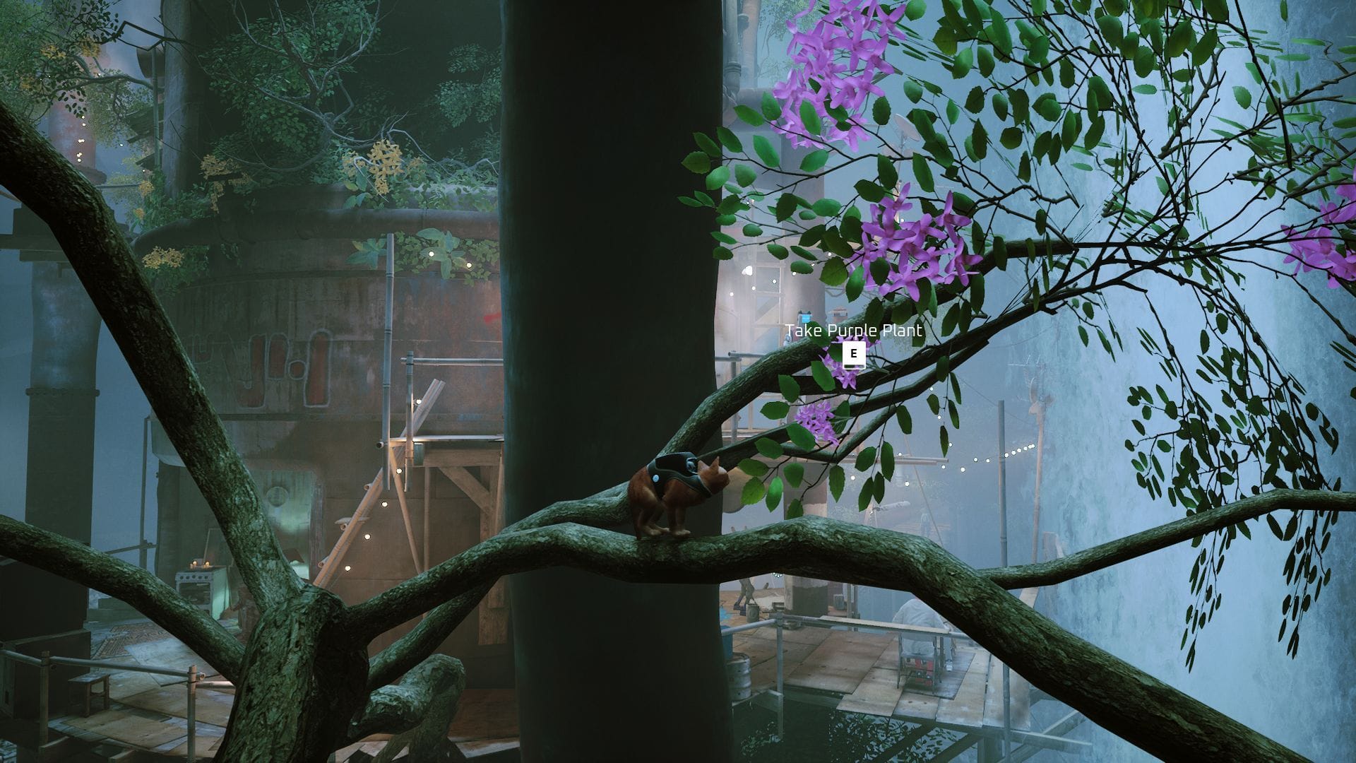 Stray: Where to find all the plants for Malo