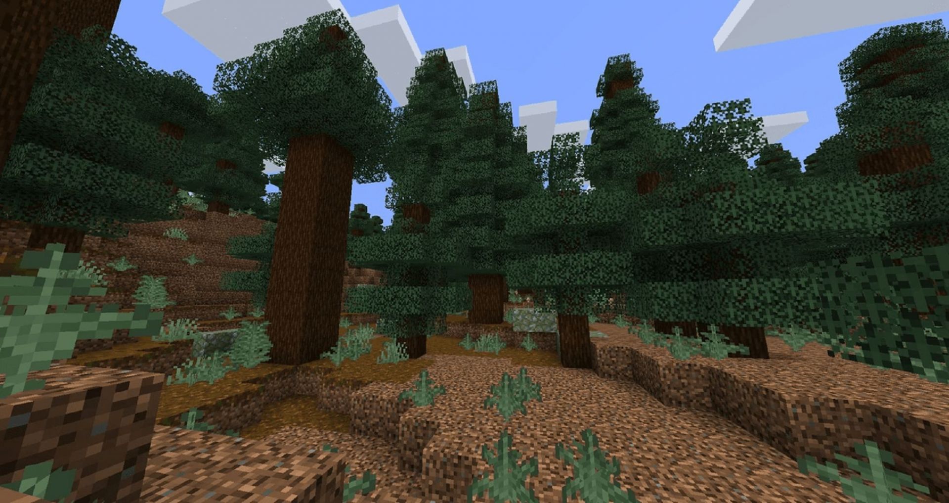 How rare is taiga biome in Minecraft 1.19?