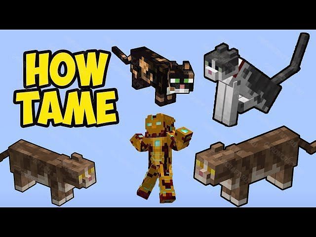 What Do Cats Eat In Minecraft 119 Update