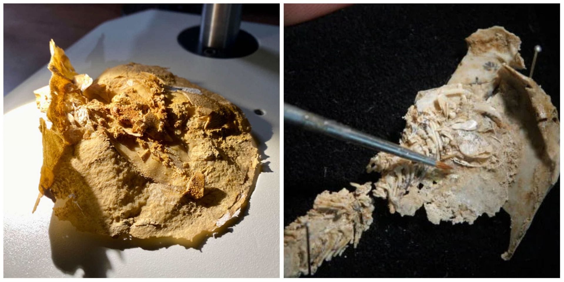 What to know about the Gogo Fish as scientists discover world's oldest ...