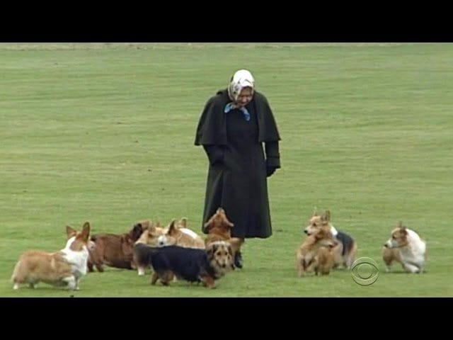 How many dogs did Queen Elizabeth II have? Everything to know about the ...