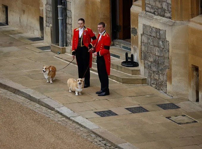 How many corgis has the Queen had in her lifetime? Image of last two ...