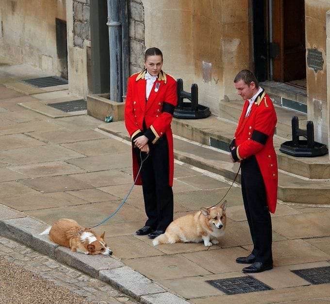 How many corgis has the Queen had in her lifetime? Image of last two ...