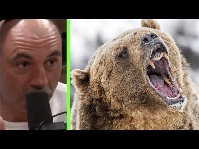 Joe Rogan polar bear story: When the UFC commentator shared a ...