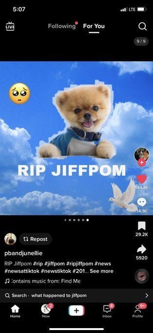 How old is JiffPom? Rumors of the beloved pomeranian’s death spread ...