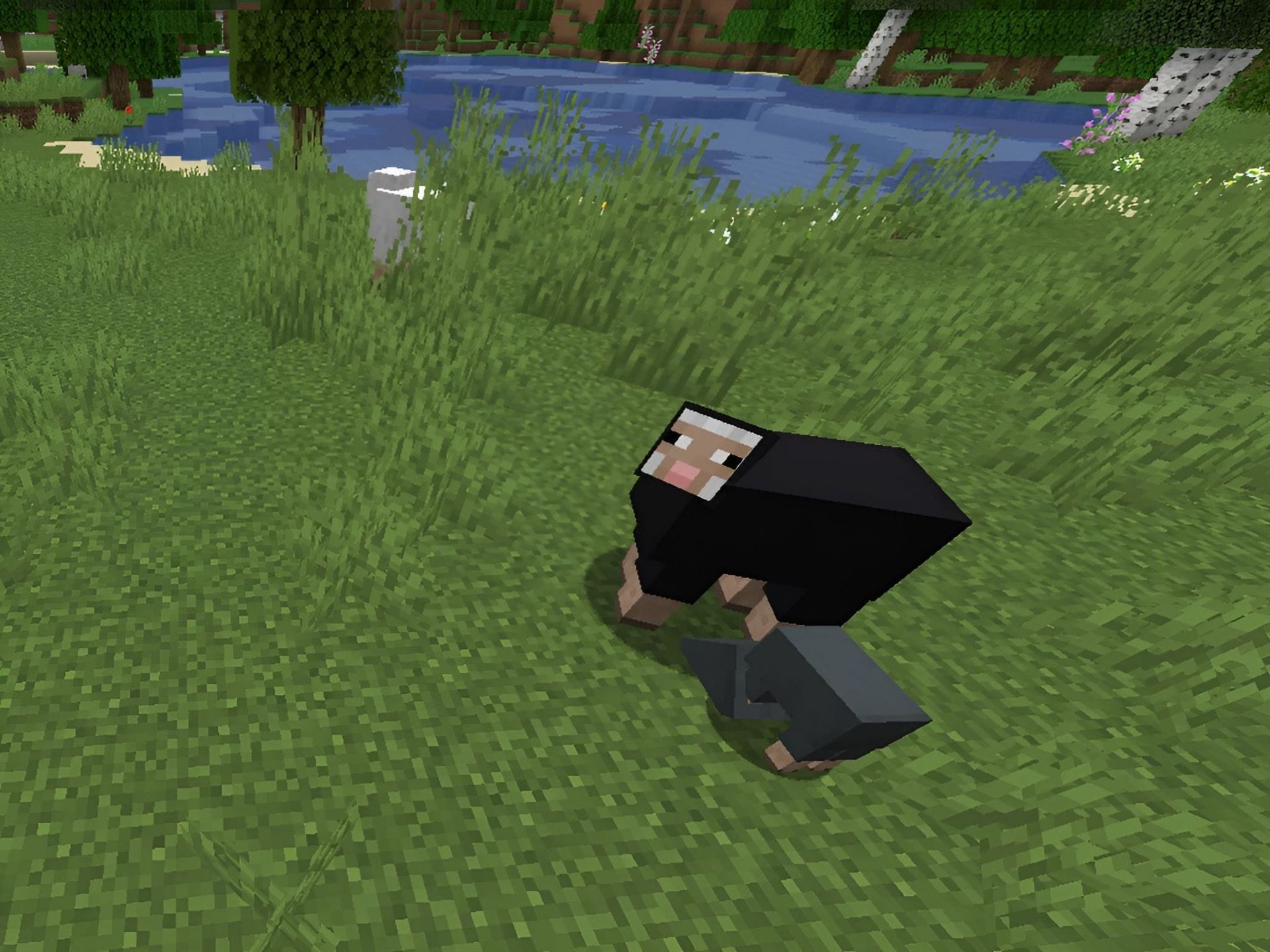 What are the rarest sheep colors in Minecraft?