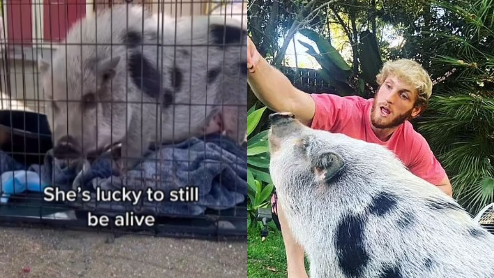 Logan Paul under fire following reports of abandoning pet pig