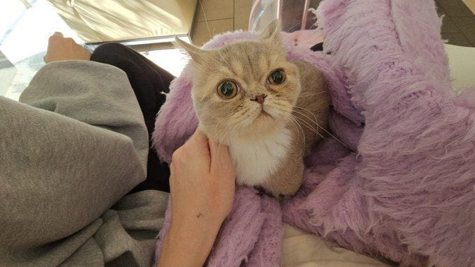 Fuslie reveals how Miyoung saved her cat’s life by performing CPR