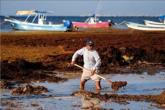 5,000-mile-wide giant seaweed bloom: All about Sargassum algae that can ...