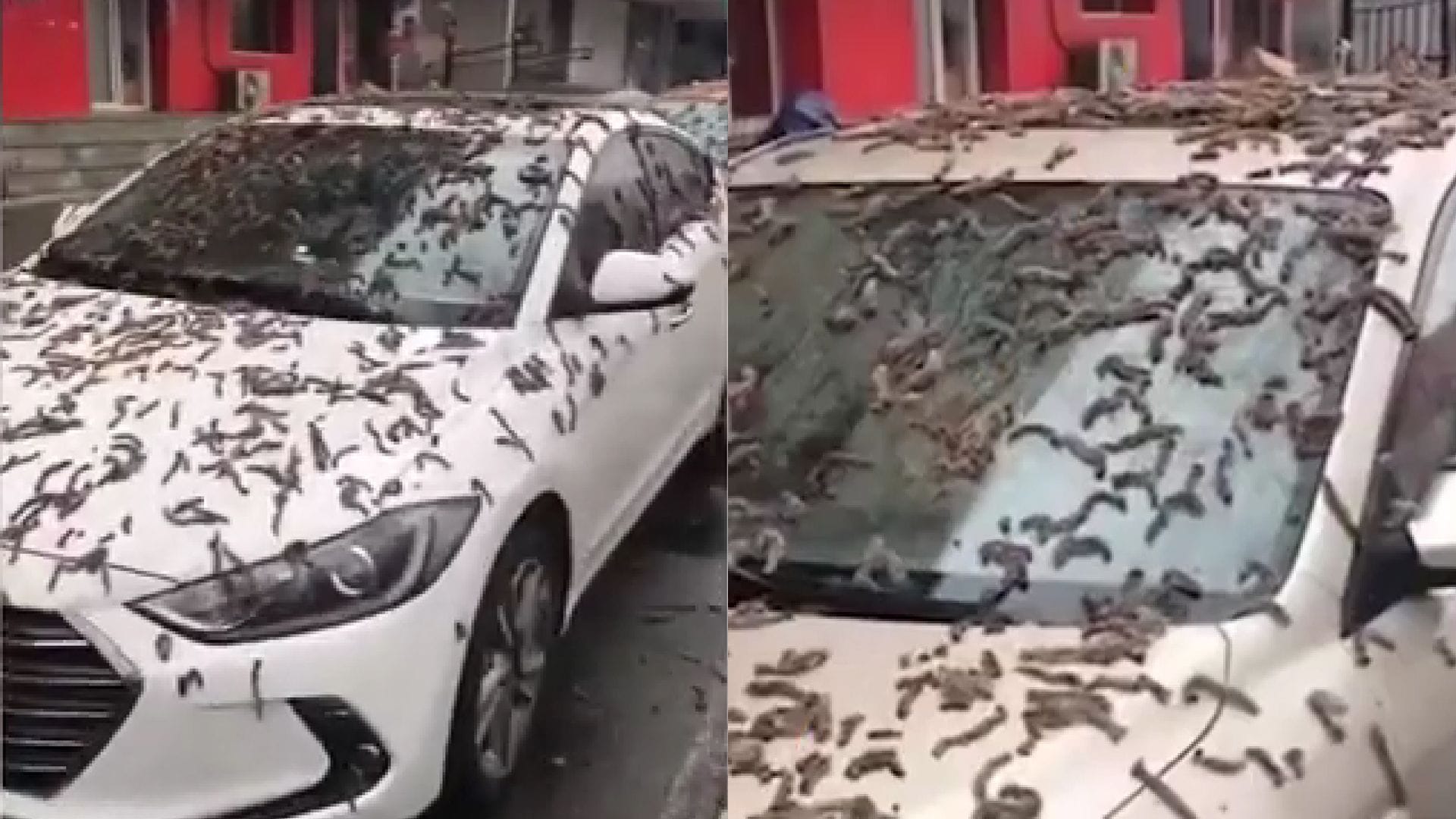 WATCH: China's 'worm rain' sparks hysterical reactions online