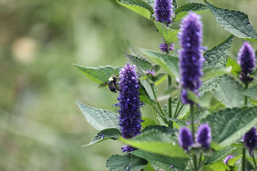 Surprising hyssop benefits you need to know