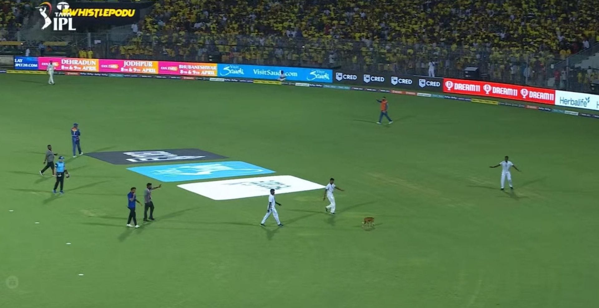 [WATCH] Dog delays start of IPL 2023 game between CSK vs LSG at Chepauk