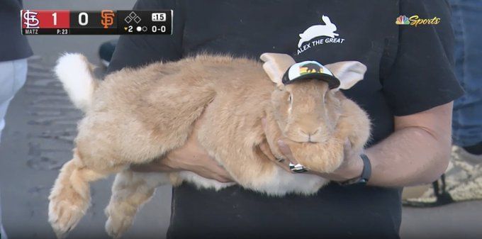 Baseball fans have a field day as giant rabbit's appearance during MLB ...