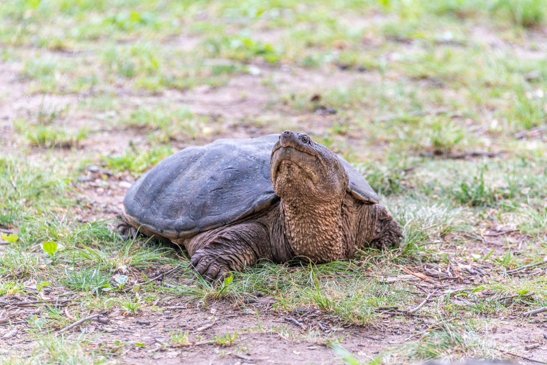 "Ate the last guy who told him about salads": Giant snapping turtle in ...