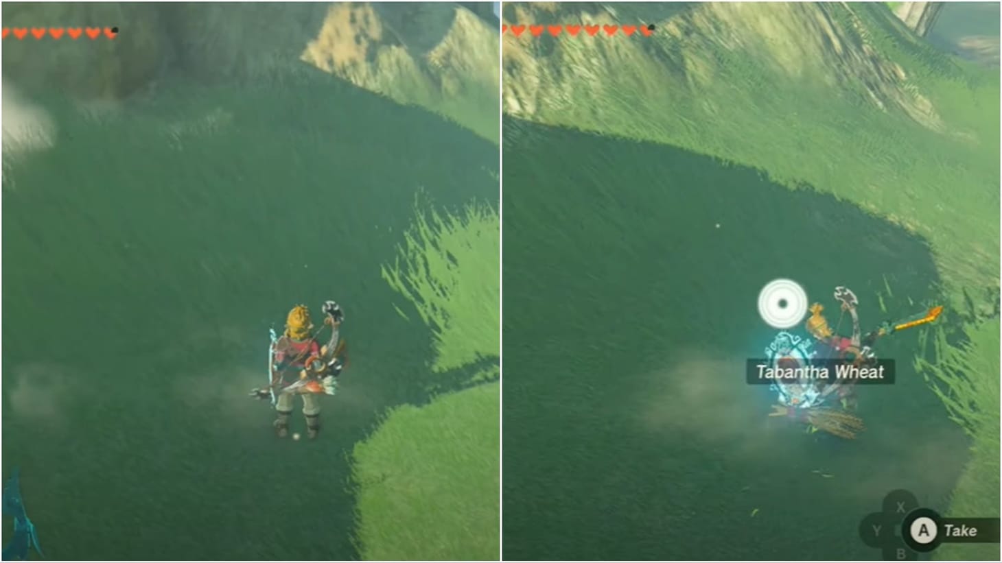 How to find Tabantha Wheat in The Legend of Zelda Tears of the Kingdom
